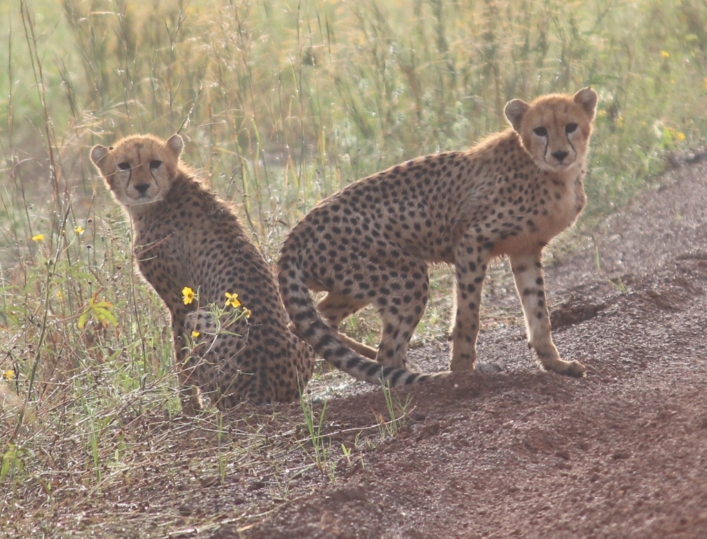 Northwest African Cheetah (Acinonyx jubatus hecki) - Know Your Mammals