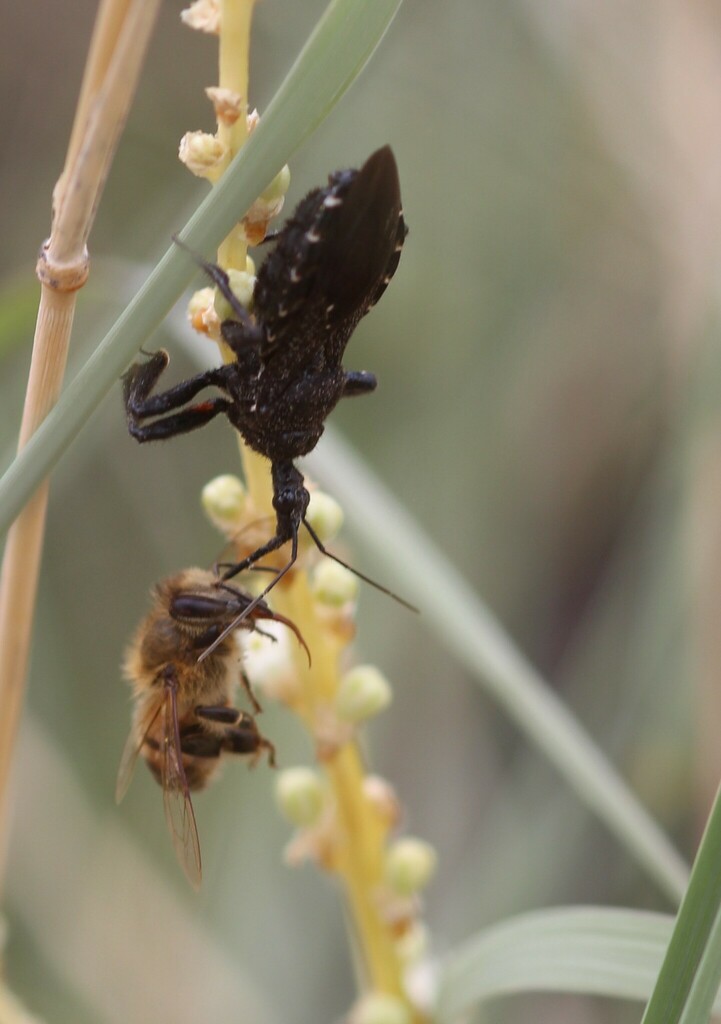 Black Bee Assassin from Pima County, AZ, USA on July 27, 2022 at 09:42 ...