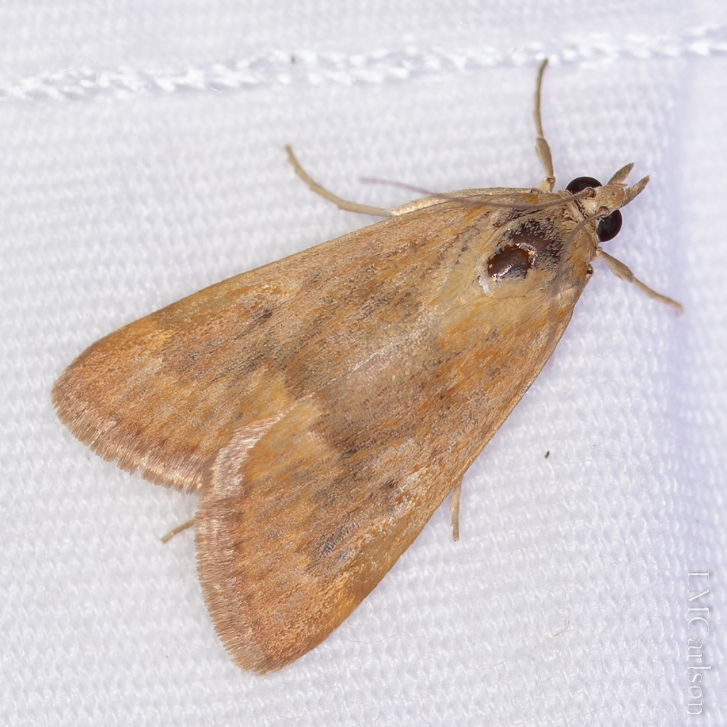 Garden Webworm Moth from US-264 ALT, Walstonburg, NC 27888, USA on July ...
