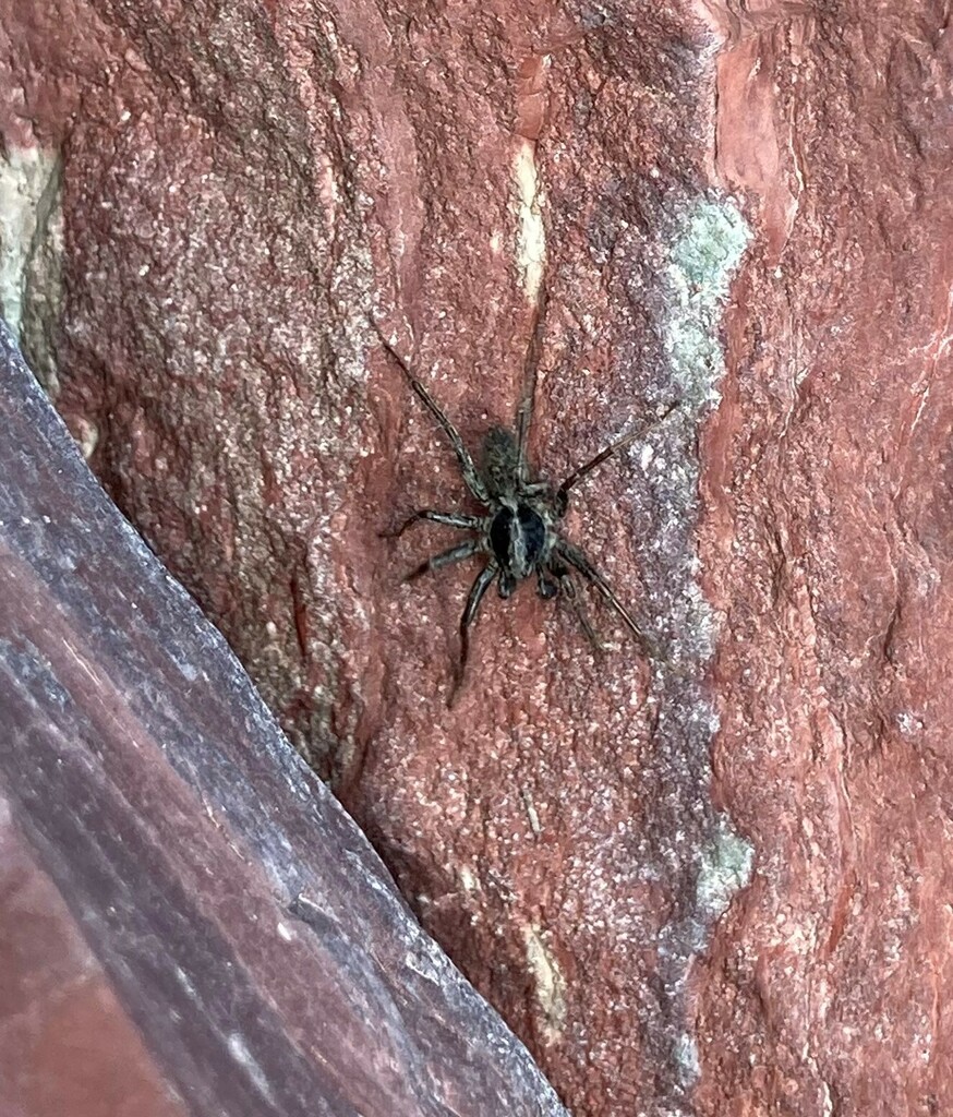 Wolf Spiders from Improvement District No. 4, AB T0K, Canada on July 27 ...