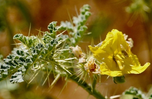 Photo 218075025, (c) Lisa Travis, some rights reserved (CC BY-NC ...