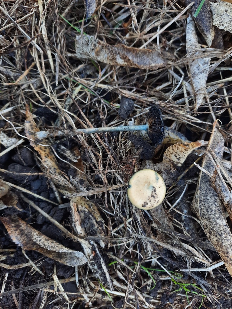 Psilocybe Mushrooms from Flagstaff, Hamilton, New Zealand on June 23 ...