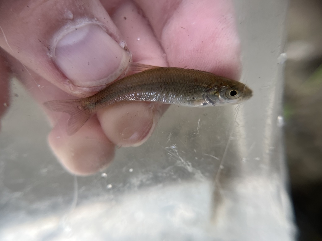 Fathead Minnow from Delaware River, Columbia, NJ, US on July 28, 2022 ...