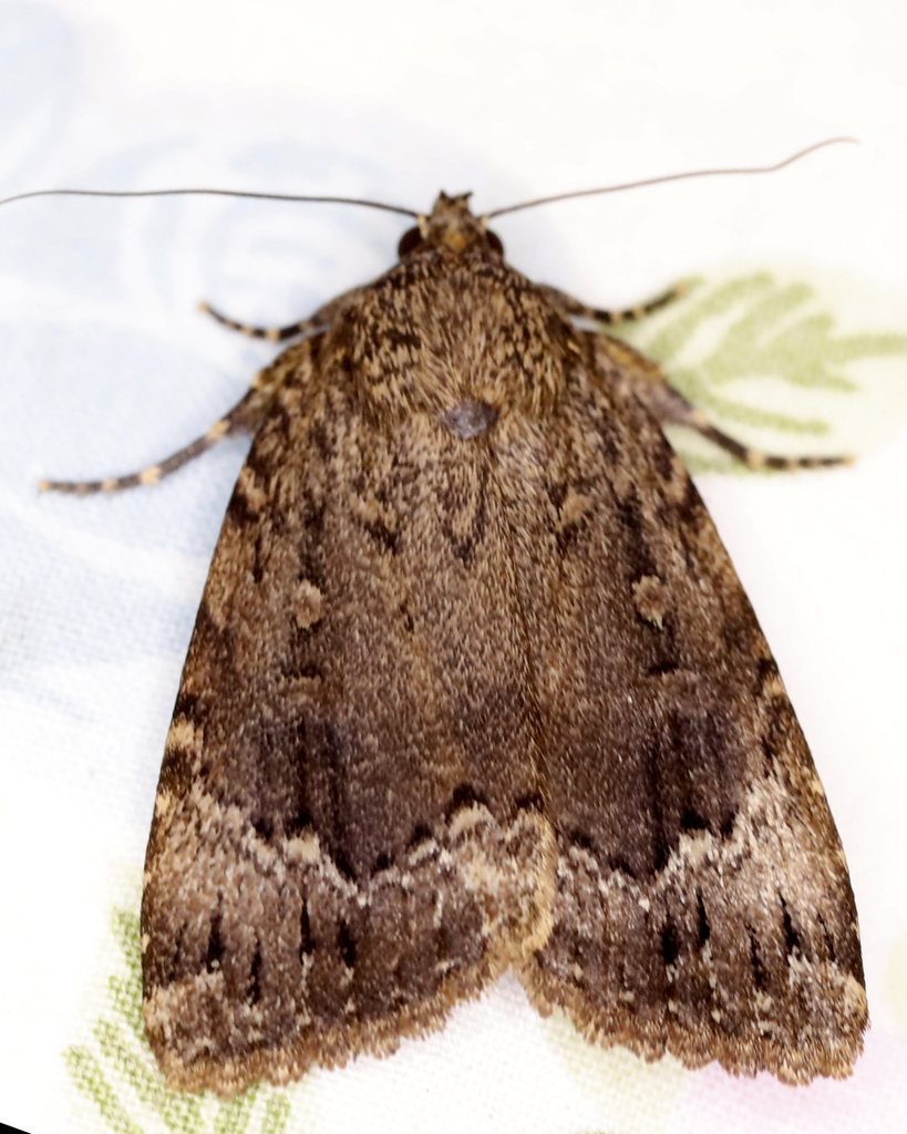 American Copper Underwing from McLean, NY 13102, USA on July 23, 2022 ...