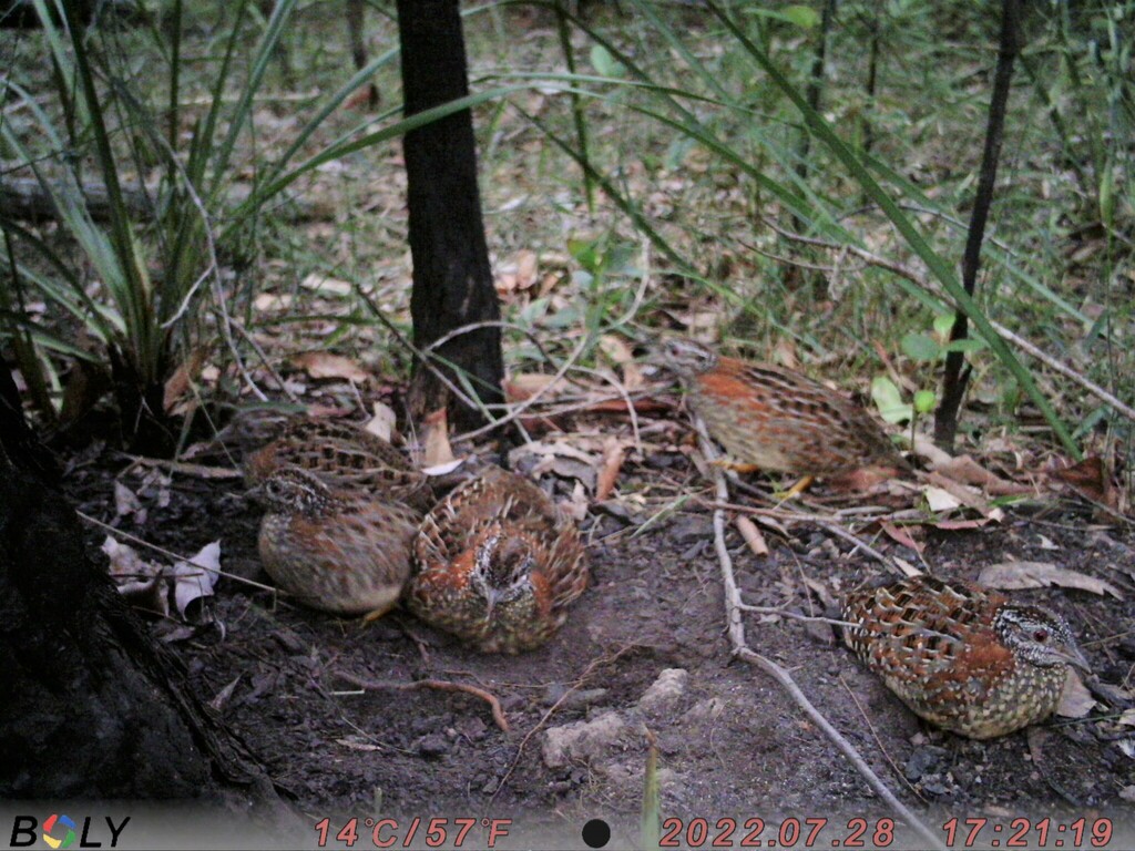 Painted Buttonquail from Talegalla Weir QLD 4650, Australia on July 28 ...