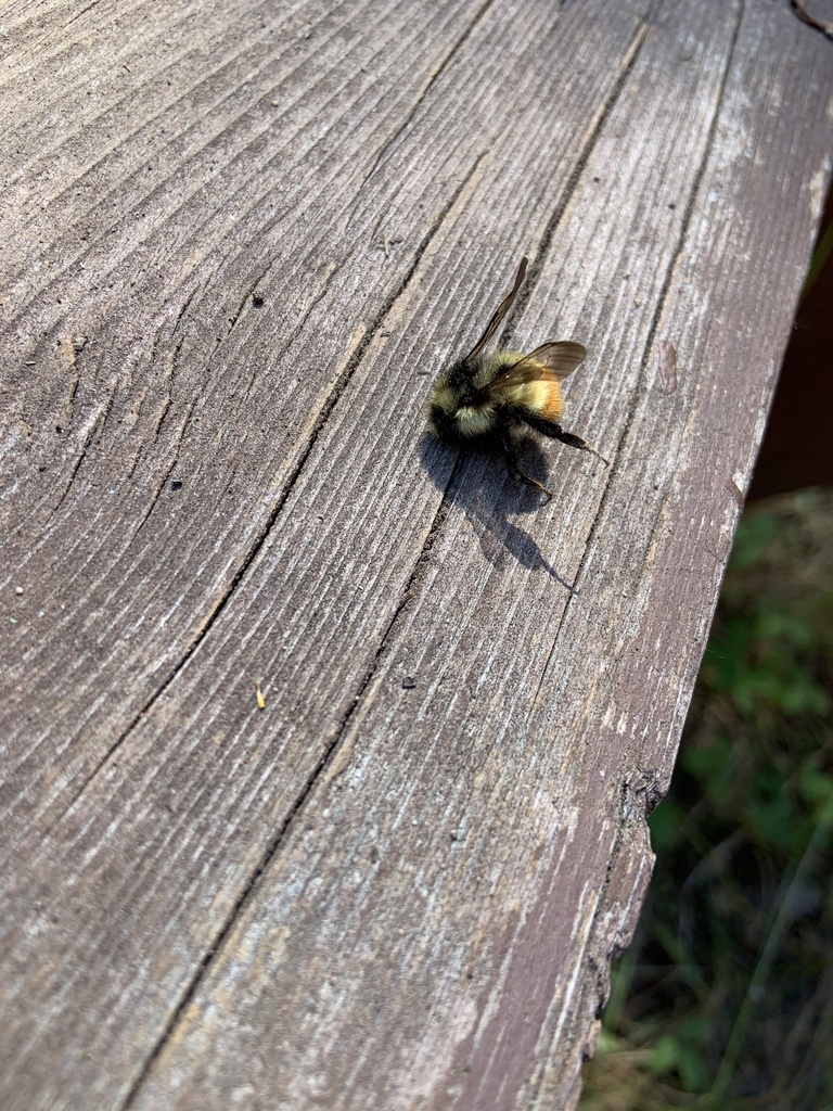 Bumble Bees from Mount Robson Provincial Park, Fraser-Fort George, BC ...