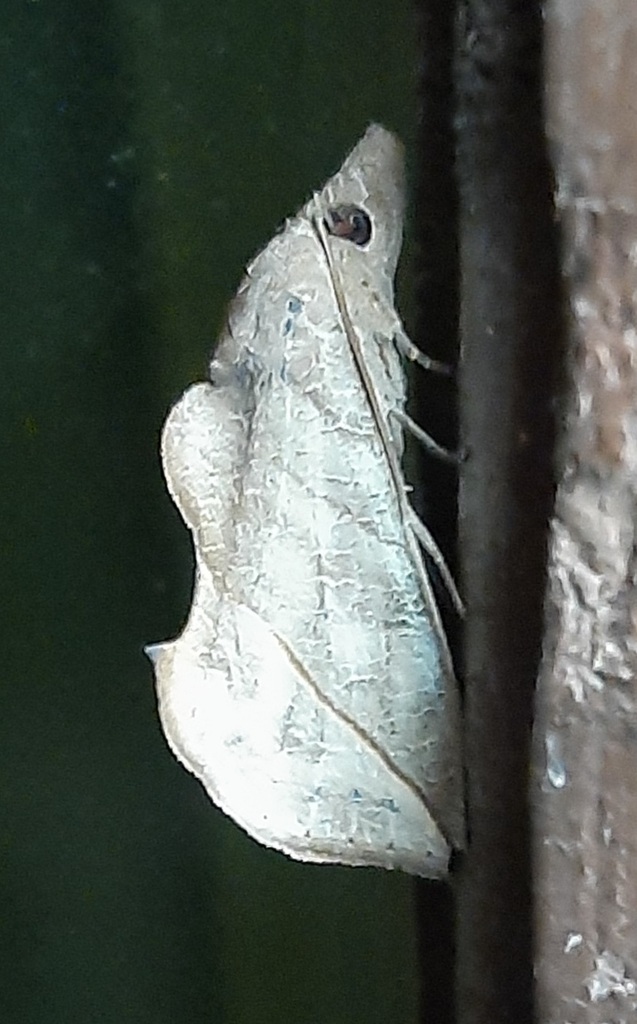 Oraesia from Dhamandevi Mohalla, Maharashtra 415605, India on July 27 ...