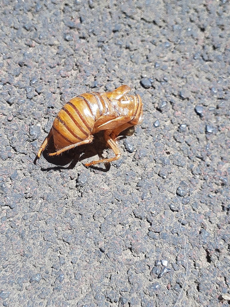 Black Giant Cicada from Kitami, Setagaya City, Tokyo 157-0067, Japan on ...