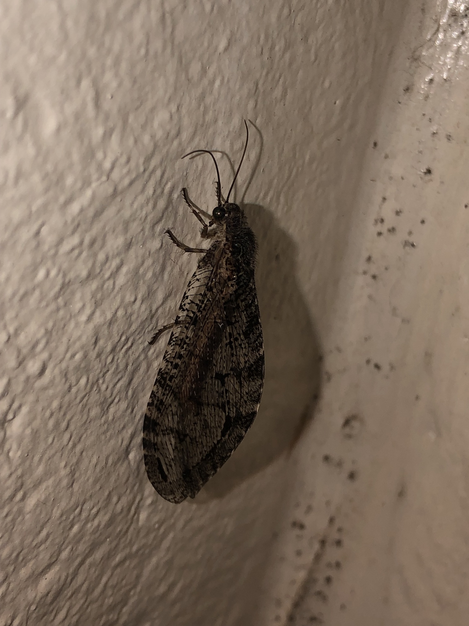 Polystoechotes punctata (Fabricius, 1793)