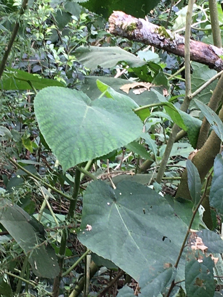 Giant Stinging Tree from Caparra NSW 2429, Australia on June 2, 2022 at ...