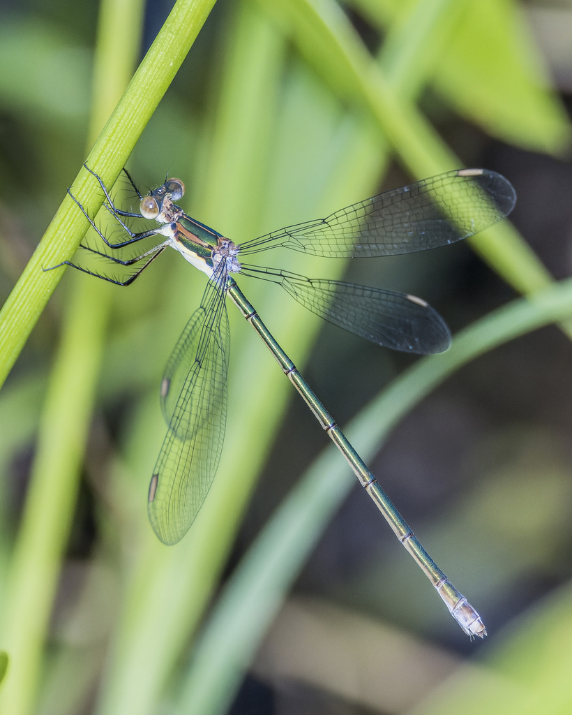 Swamp Spreadwing from Dupage County, IL, USA on July 28, 2022 at 05:25 ...
