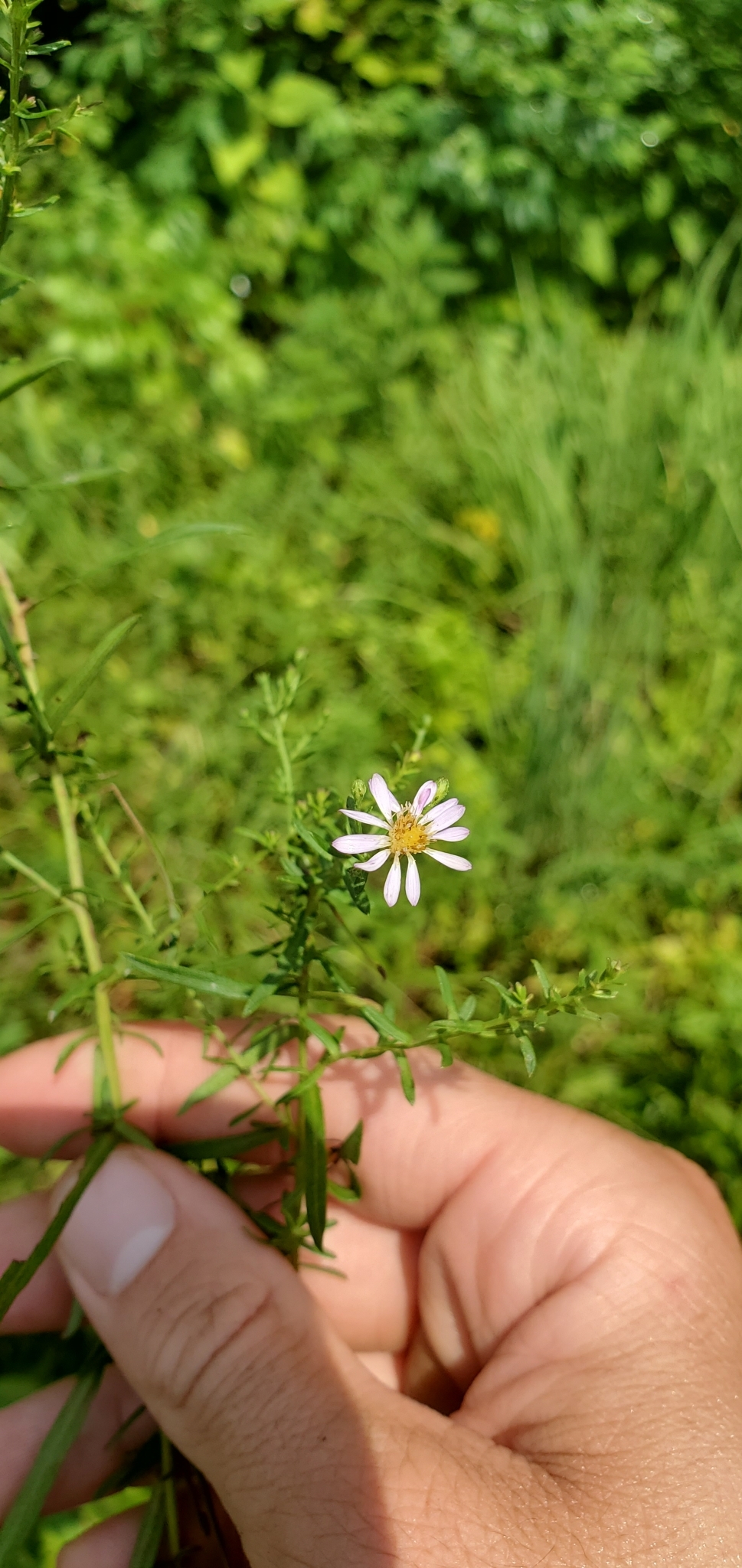 Symphyotrichum racemosum (Elliott) G.L.Nesom