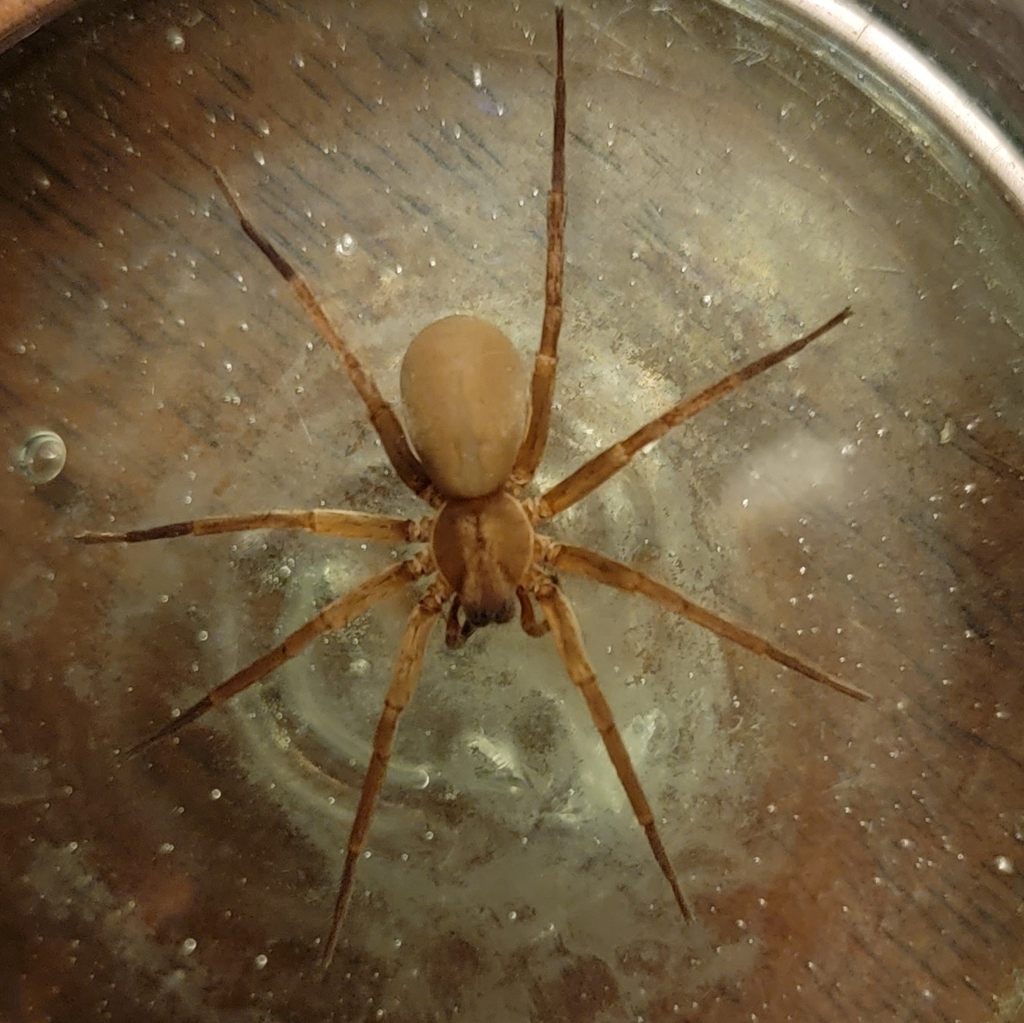 Rocky Canyon Spiders from Aptos, CA 95003, USA on July 28, 2022 at 10: ...