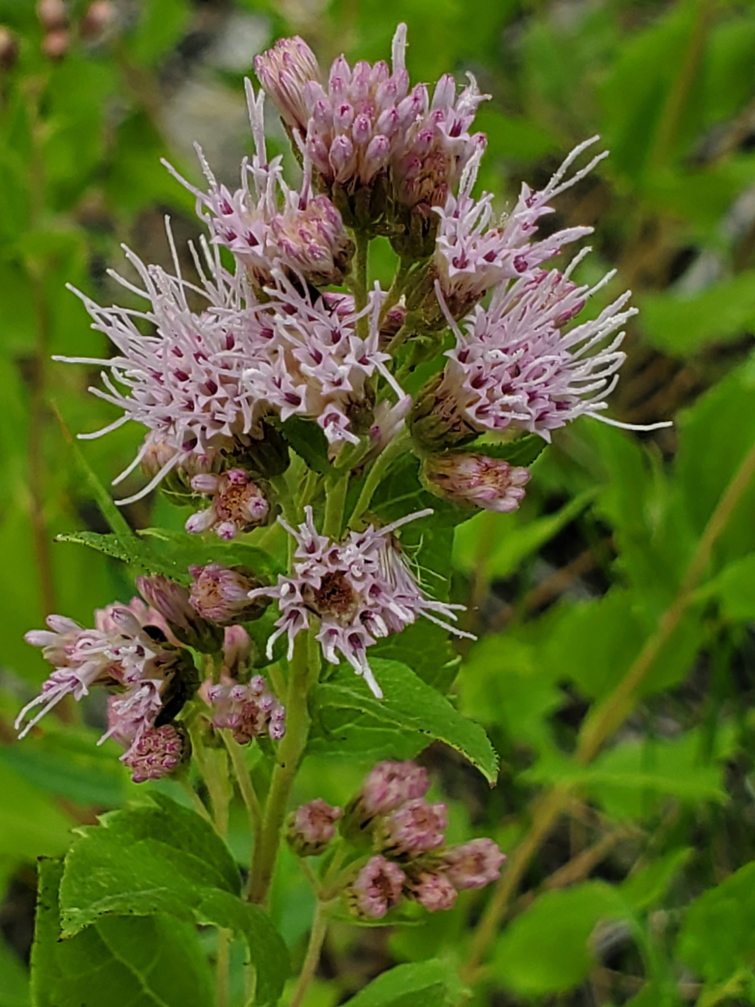 Ageratina occidentalis (Hook.) R.King & H.Rob.