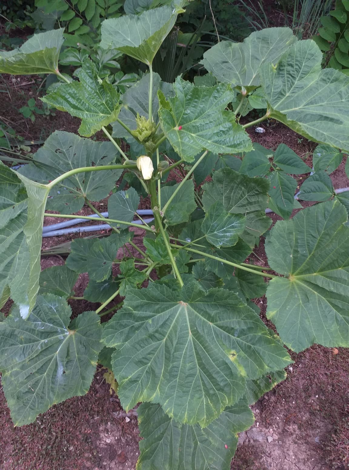 Abelmoschus esculentus (L.) Moench