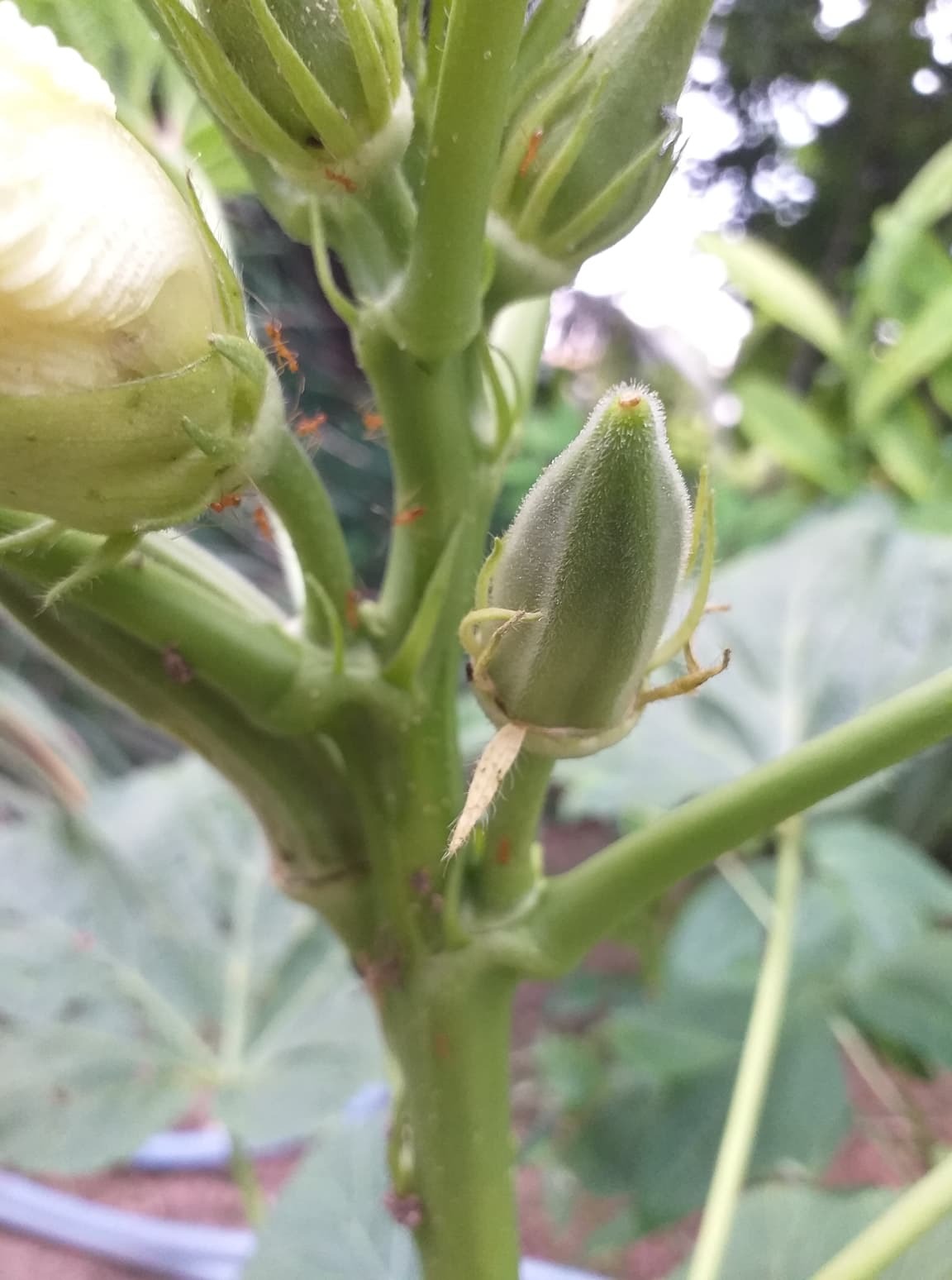 Abelmoschus esculentus (L.) Moench
