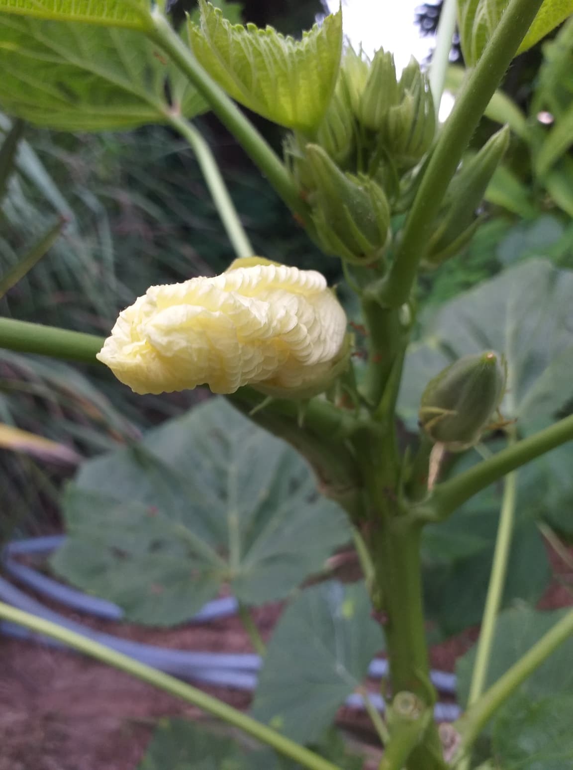 Abelmoschus esculentus (L.) Moench