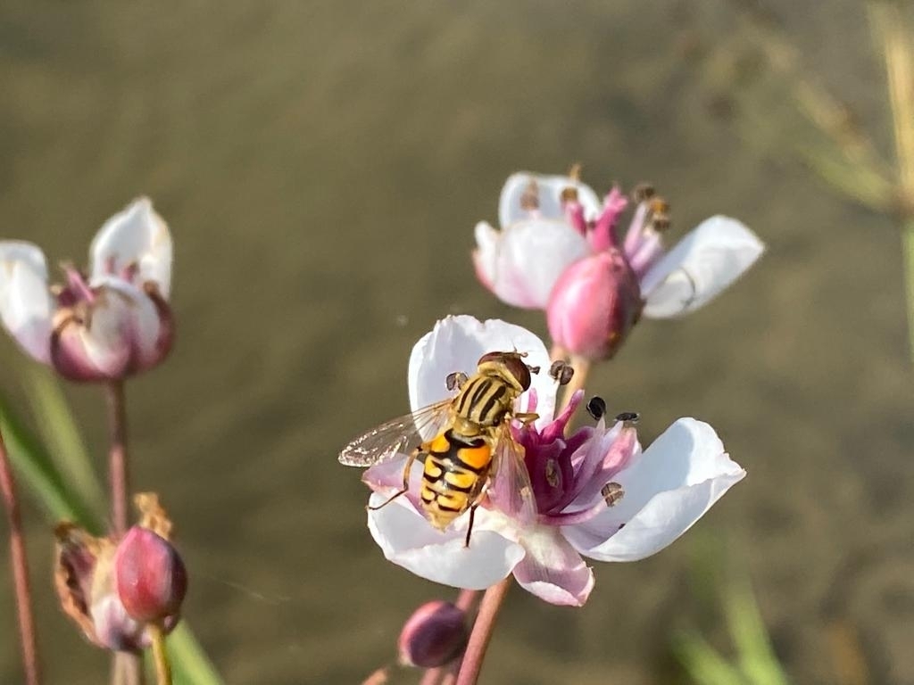 Bog Flies from Местоположение: 50,455329, 40,085484 on July 29, 2022 at ...