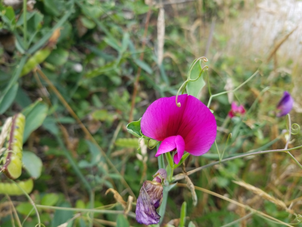 Tangier Pea from Redwood National Park - Kuechel Visitor Center ...
