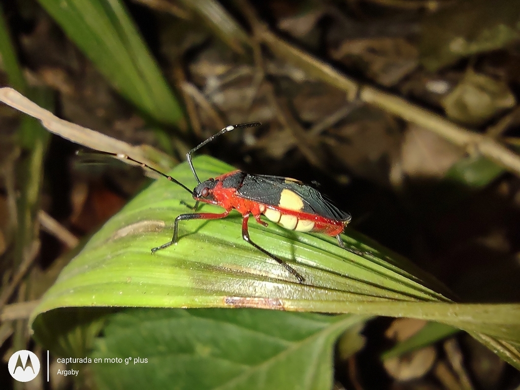 Dysdercus albofasciatus in July 2022 by Gabriel Albelda · iNaturalist
