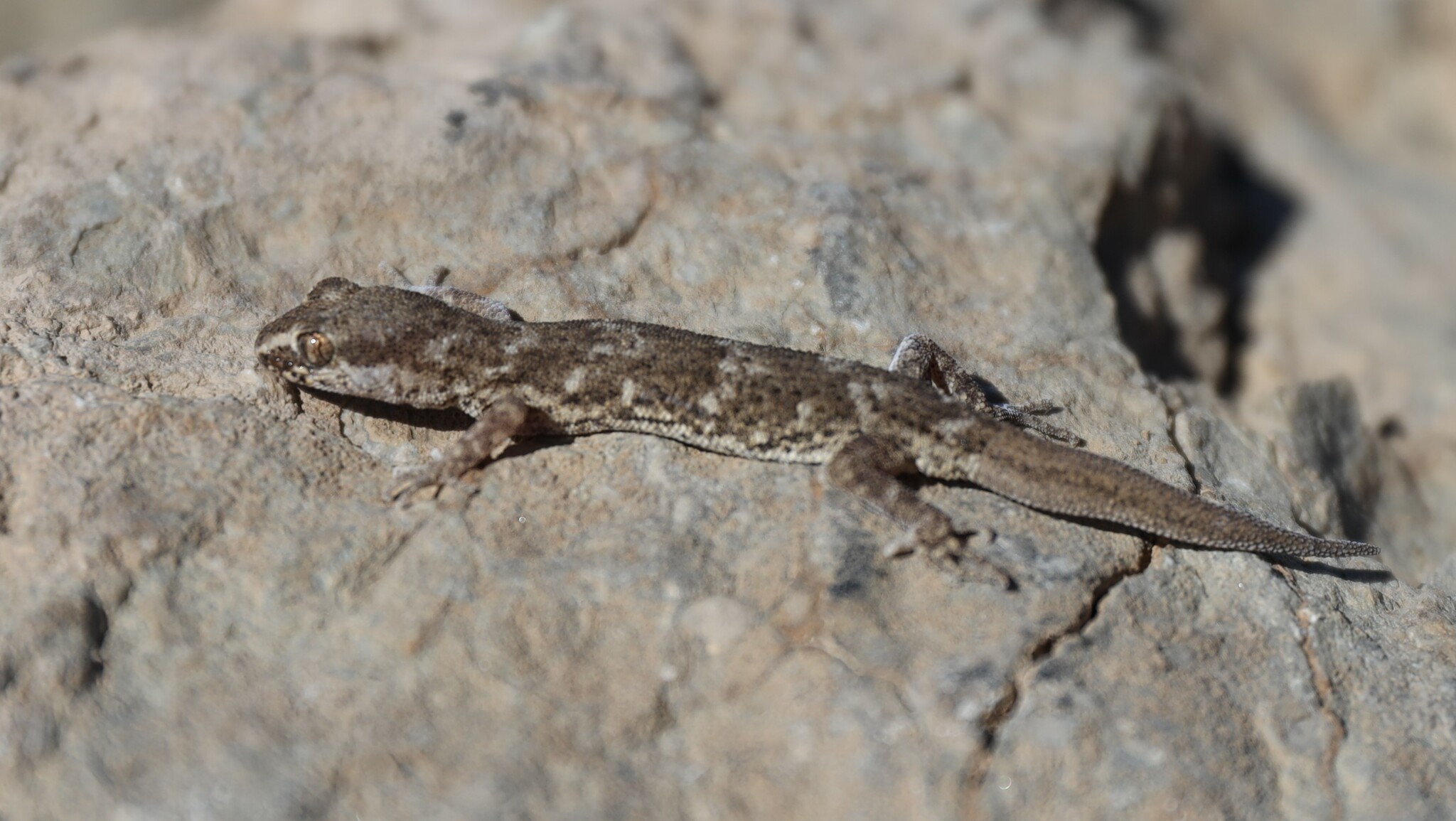 Alsophylax pipiens (Pallas, 1827)