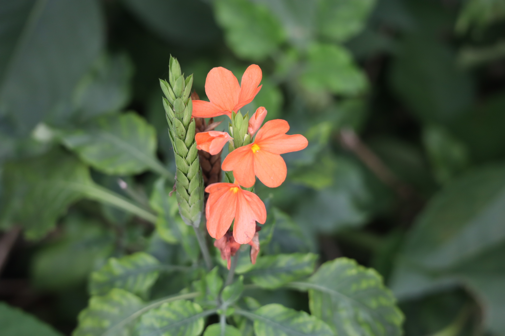Crossandra infundibuliformis (L.) Nees