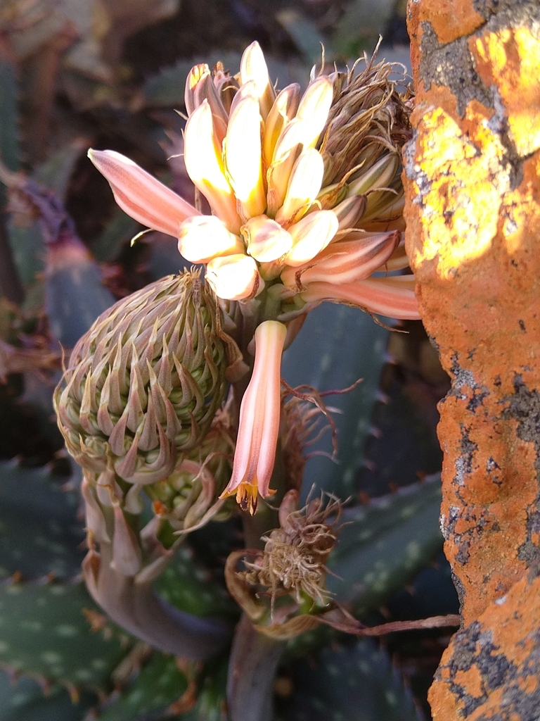 Highveld Spotted Aloe from Carletonville, 2499, South Africa on July 29 ...