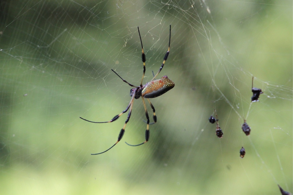 Golden Silk Spider from Arenal Volcano National Park, San Carlos ...