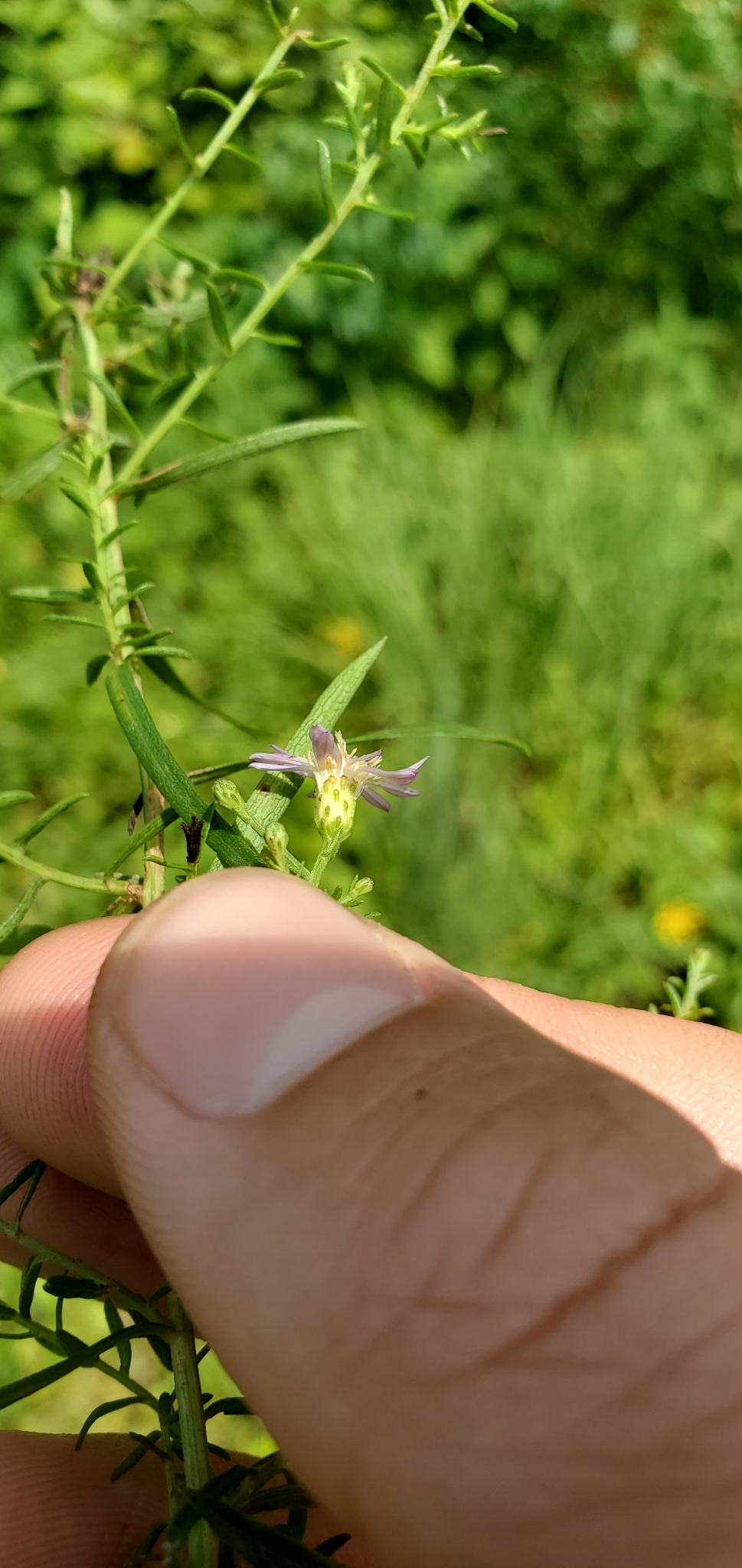 Symphyotrichum racemosum (Elliott) G.L.Nesom