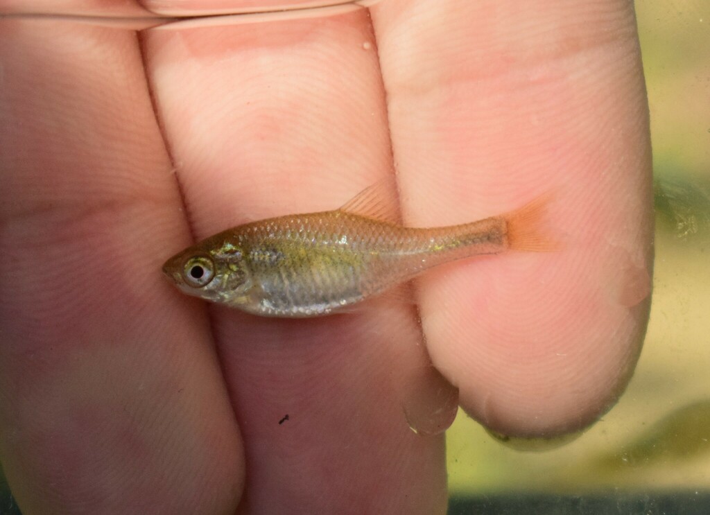 (Rhodeus meridionalis) - Marine Life Identification
