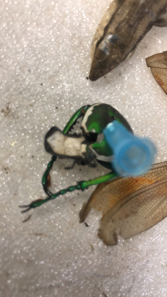 Regal Fruit Chafer from Lusaka on July 29, 2022 at 11:15 AM by mufasaaa ...