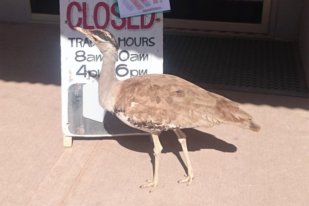Australian Bustard from Exmouth, Western Australia, Australia on July ...