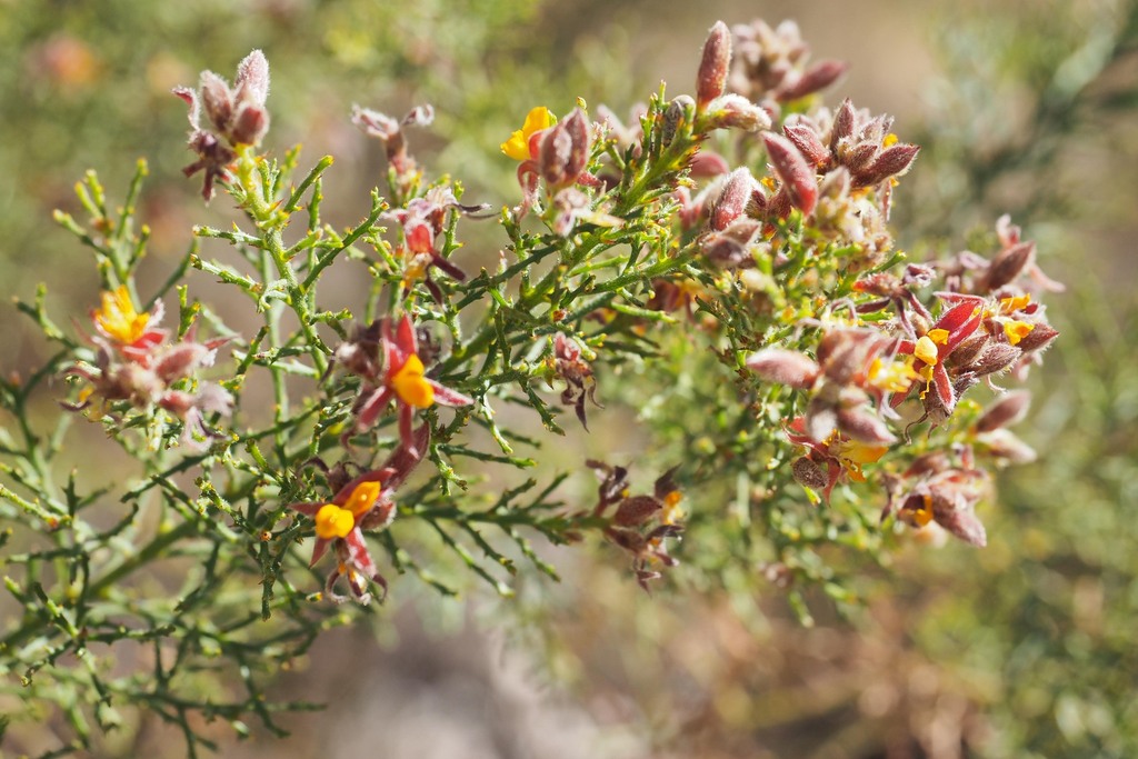 Jacksonia aculeata from Purnululu WA 6770, Australia on July 02, 2018 ...