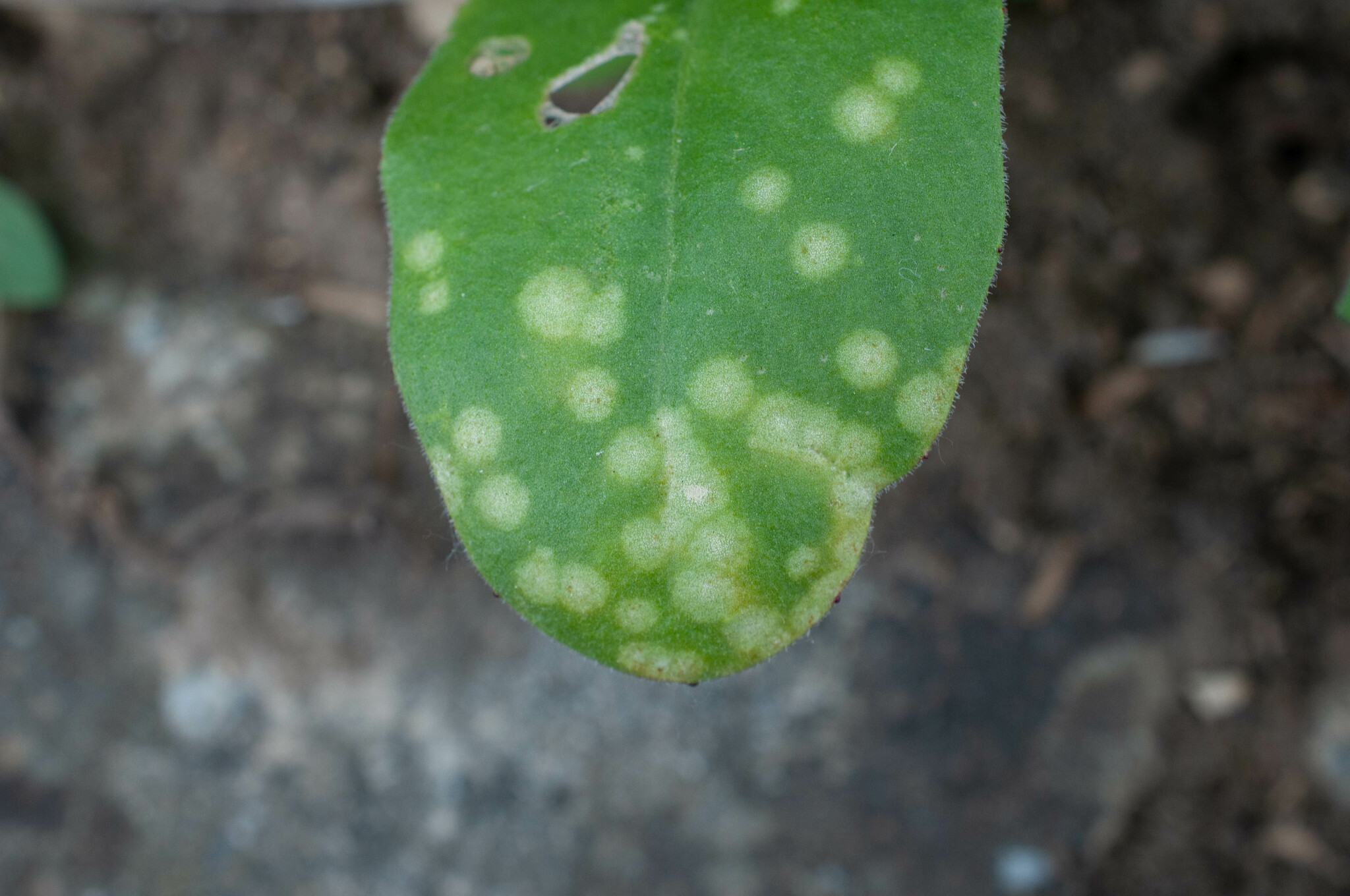 Entyloma calendulae (Oudem.) de Bary