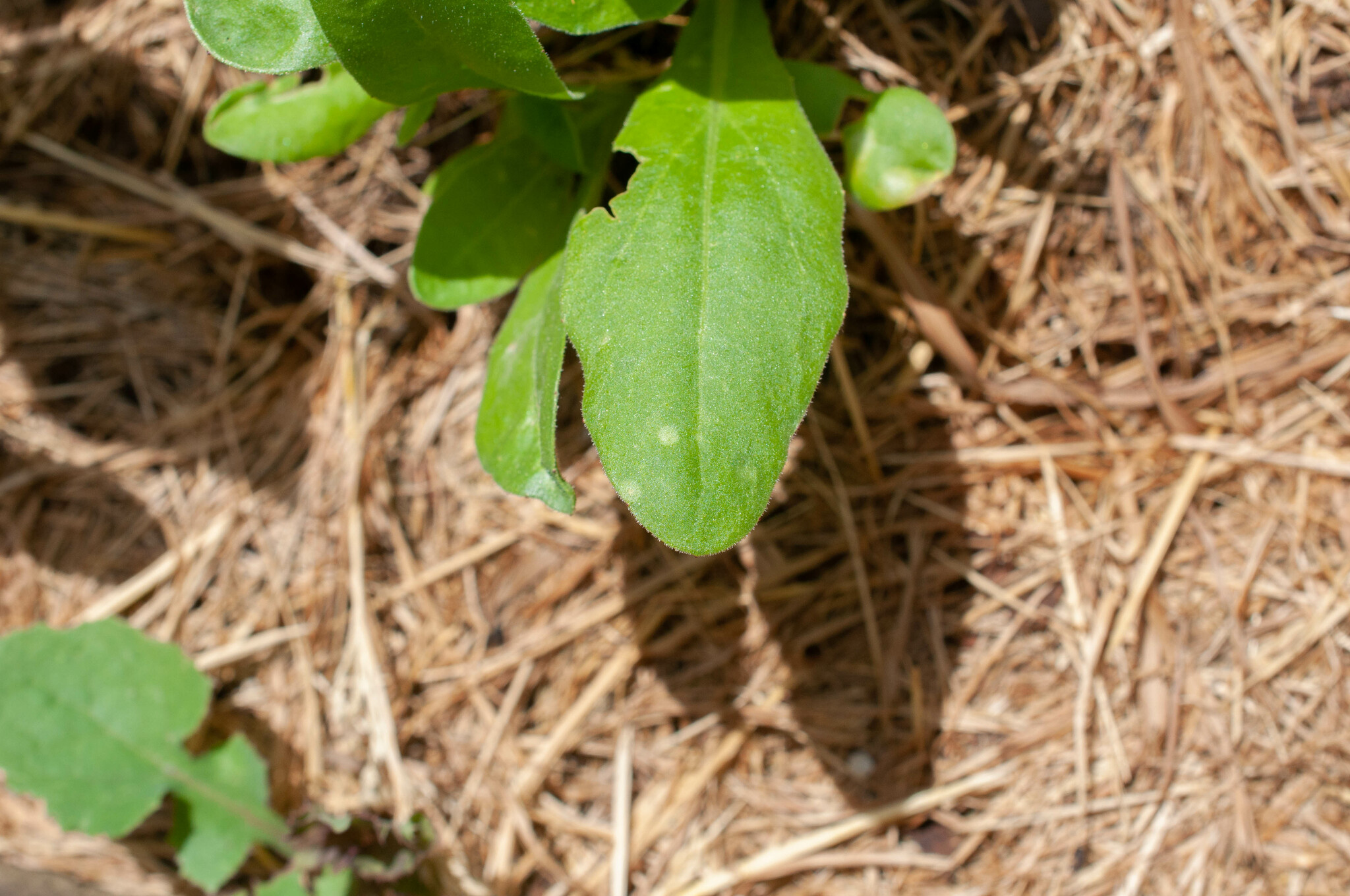 Entyloma calendulae (Oudem.) de Bary