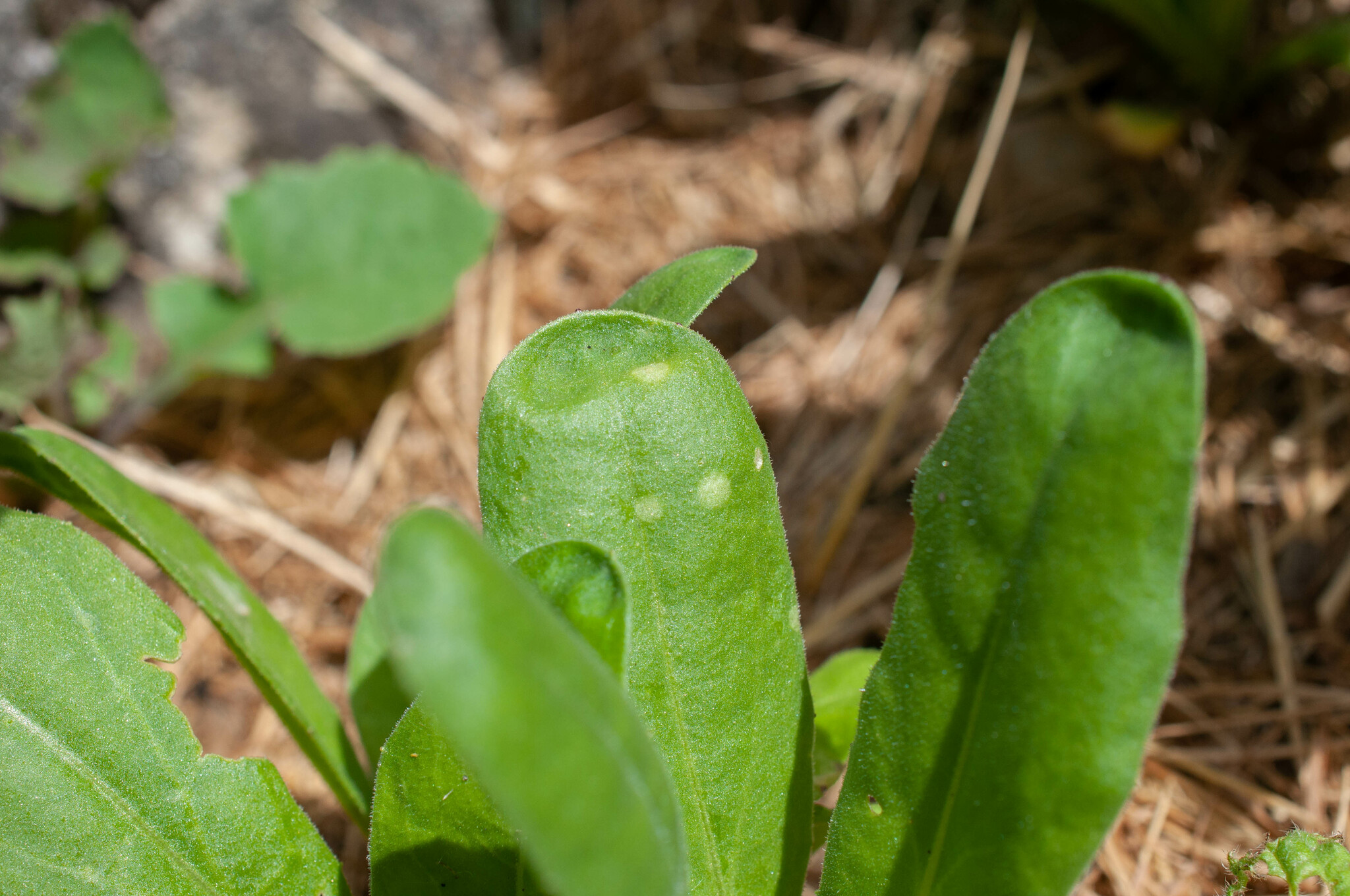 Entyloma calendulae (Oudem.) de Bary