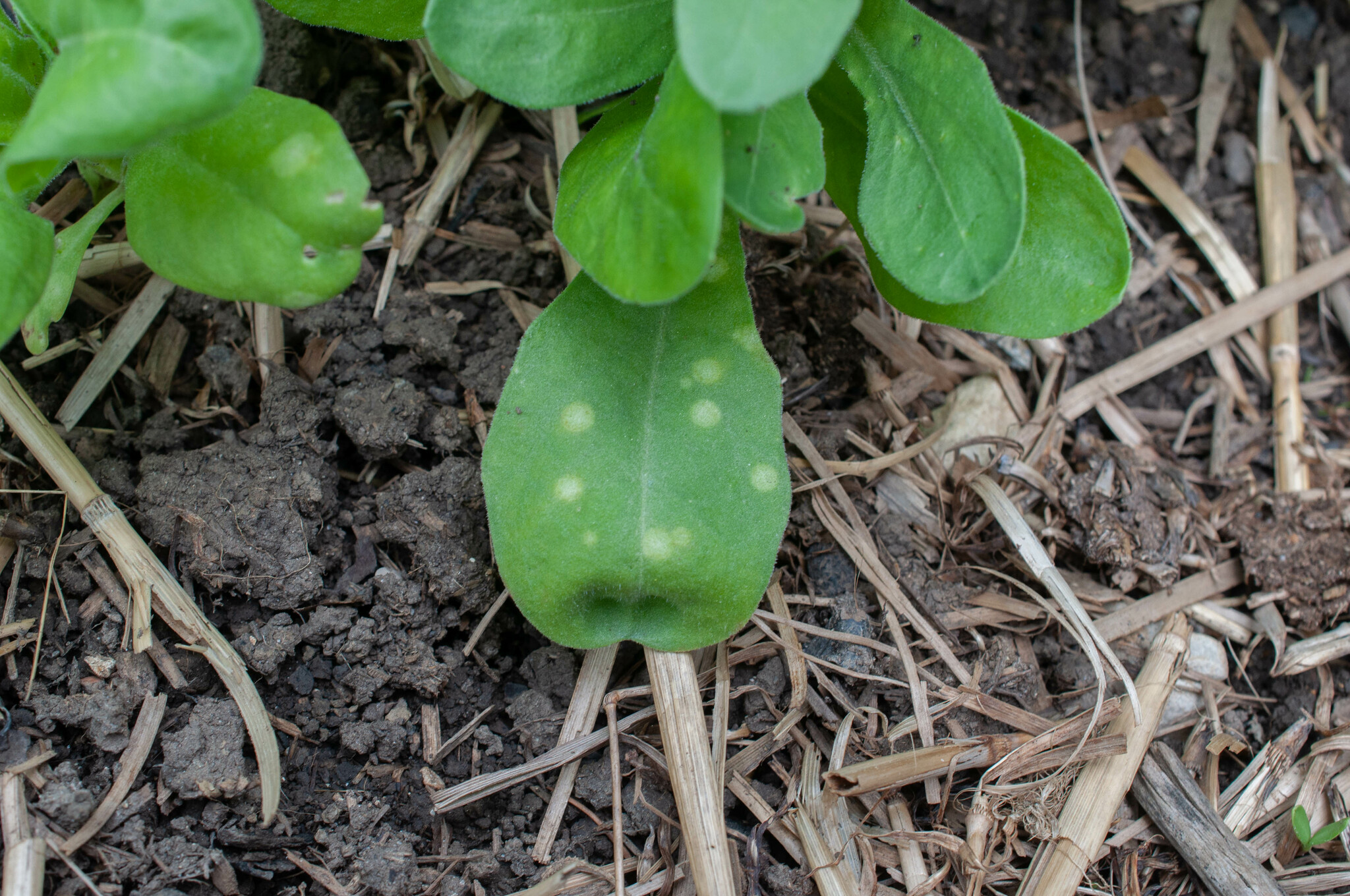 Entyloma calendulae (Oudem.) de Bary