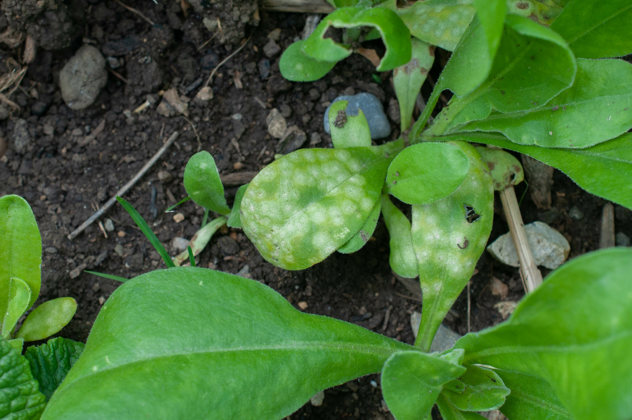 Entyloma calendulae (Oudem.) de Bary