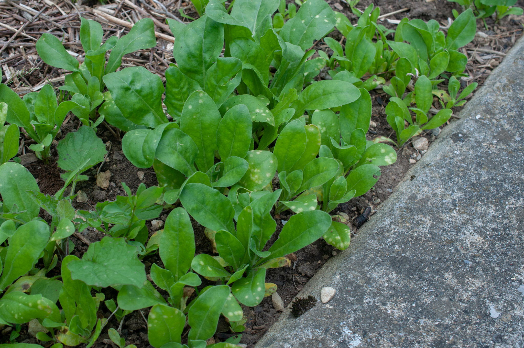 Entyloma calendulae (Oudem.) de Bary