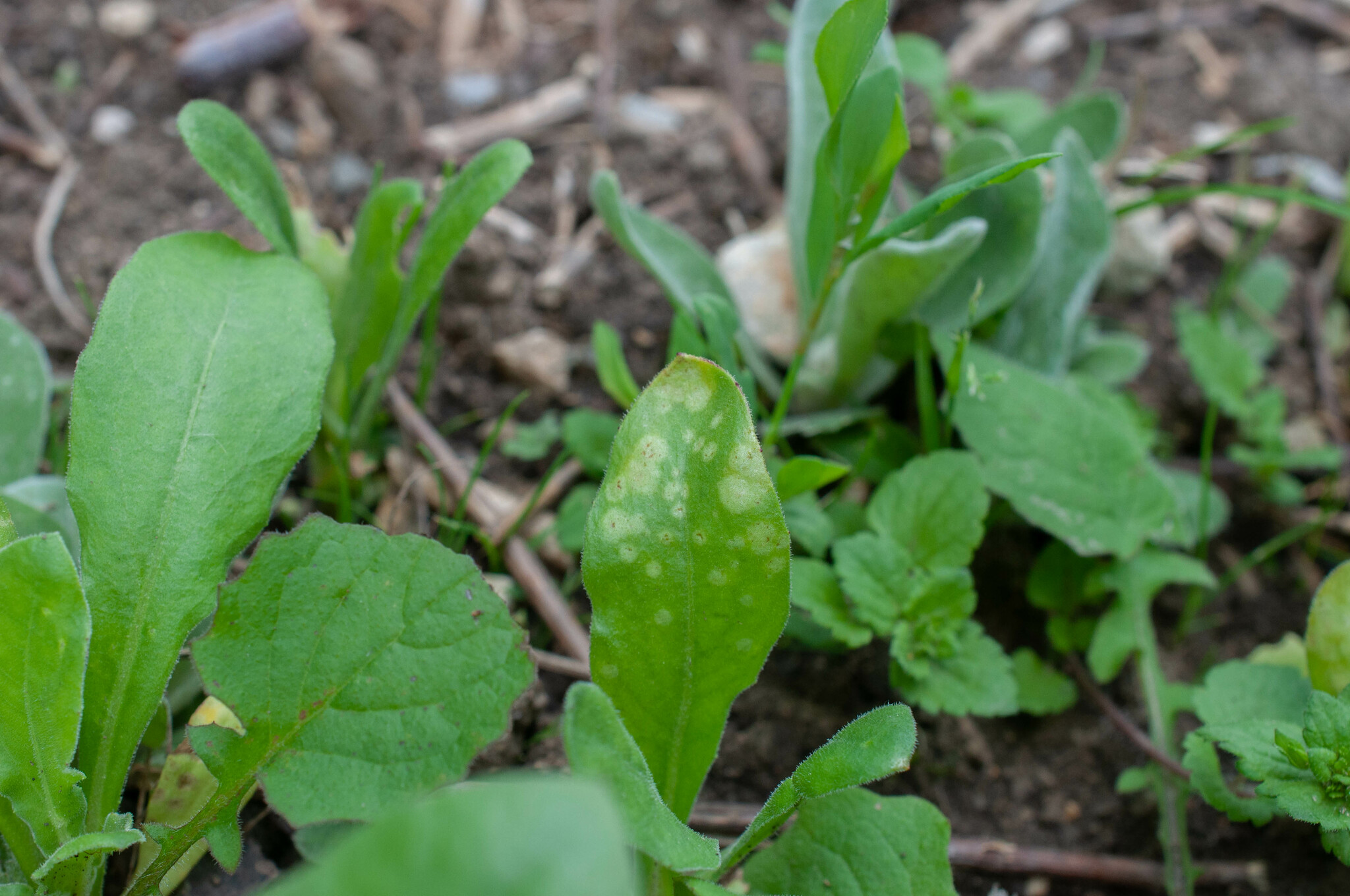 Entyloma calendulae (Oudem.) de Bary