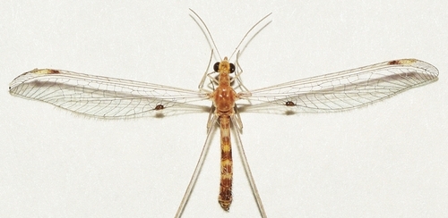 Necrophylus arenarius · iNaturalist United Kingdom