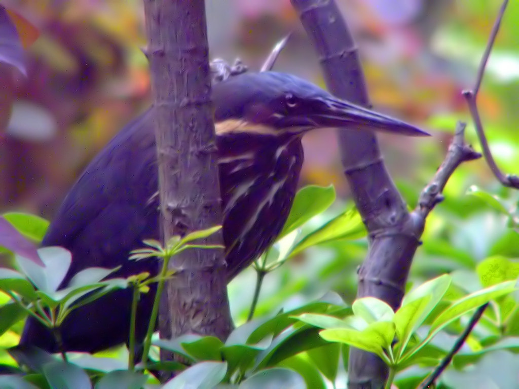 Black Bittern (Birds of Karnataka Part 1.) · iNaturalist
