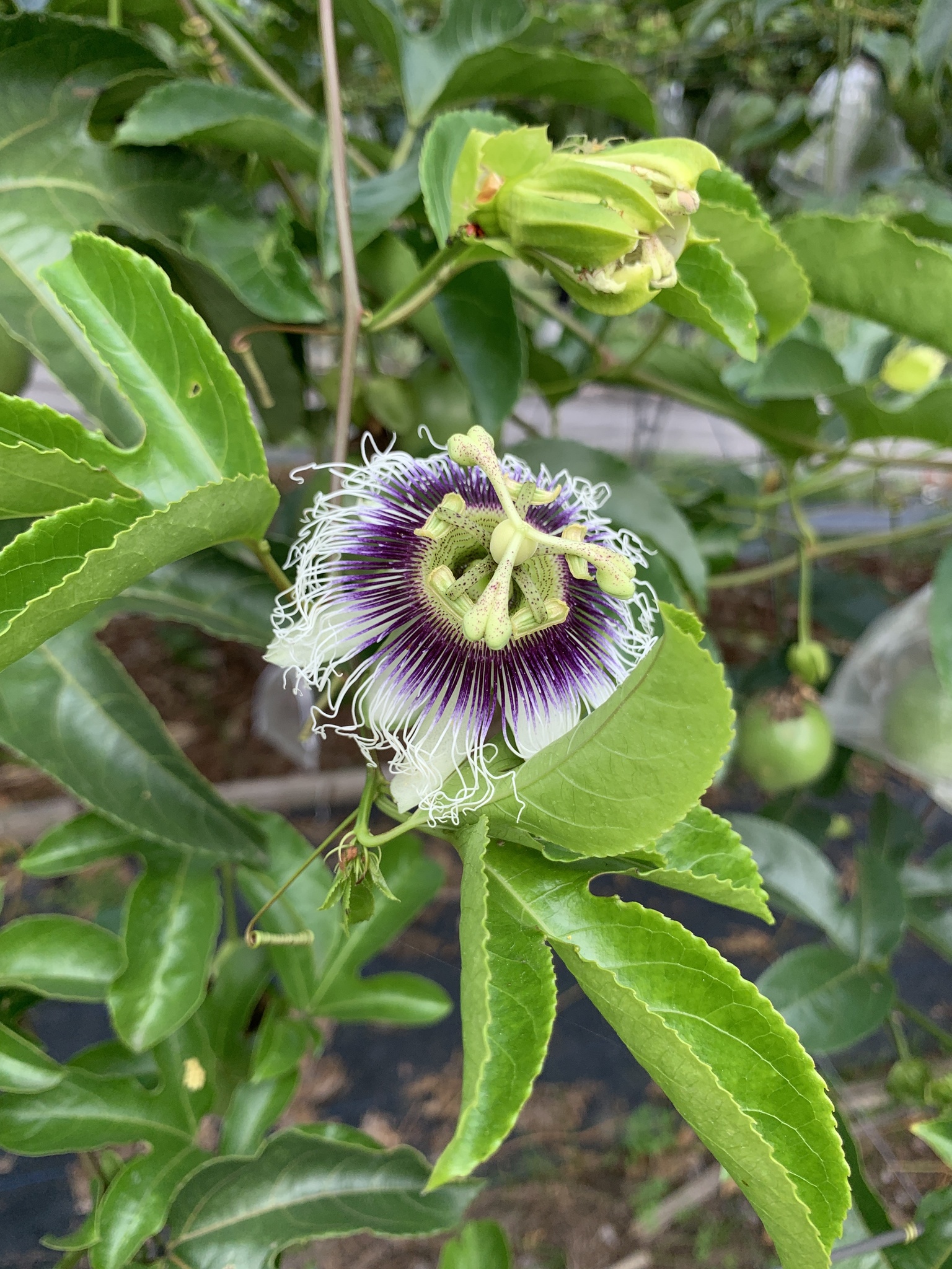Passiflora edulis f. flavicarpa O.Deg.