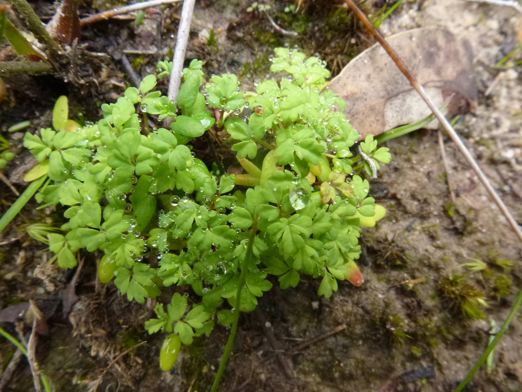 Field Parsley Piert from Clarendon SA 5157, Australia on July 26, 2022 ...