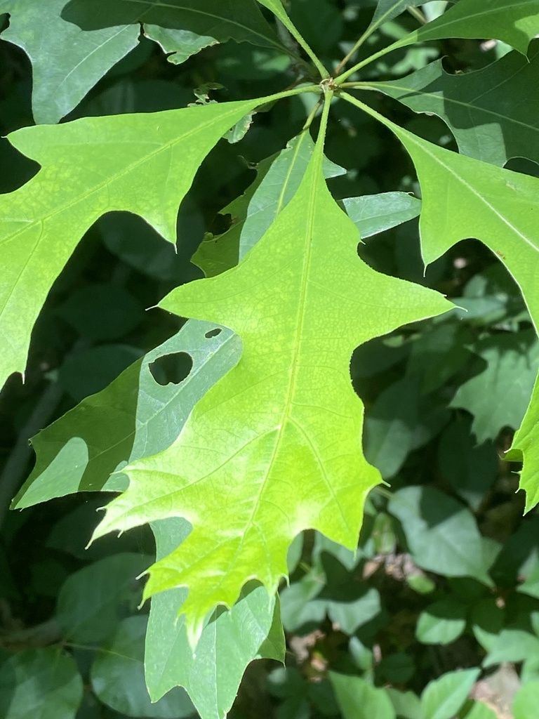 scarlet oak in June 2022 by Robert Levy · iNaturalist