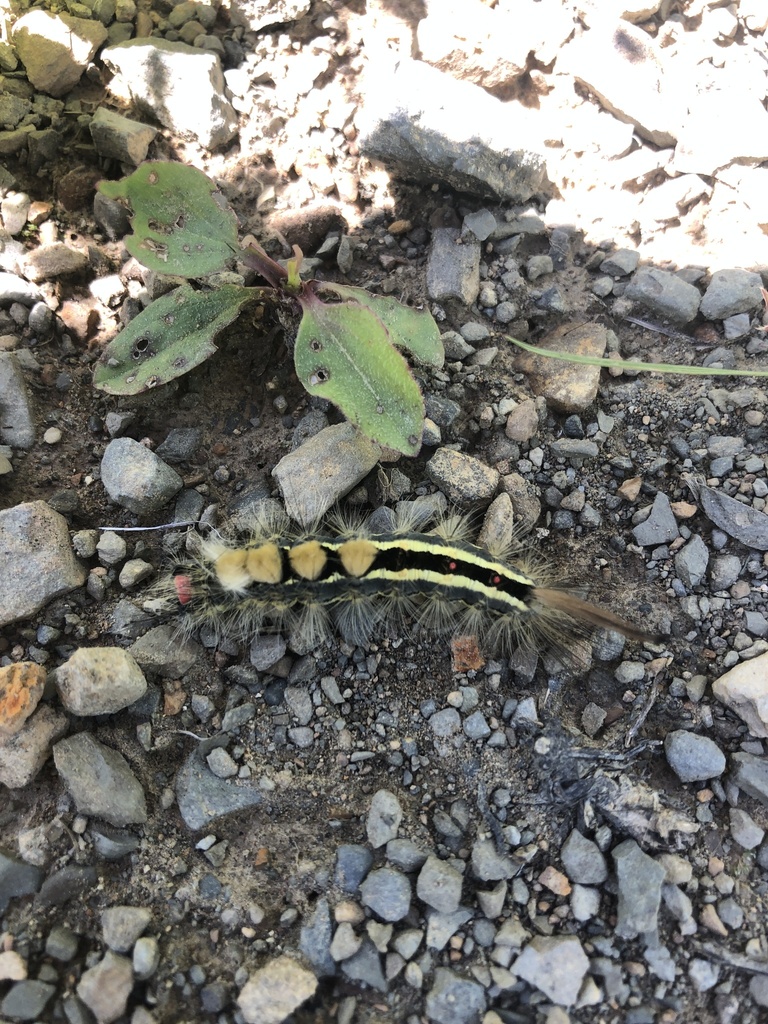 White-marked Tussock Moth from Balmoral, NB, CA on July 28, 2022 at 01: ...