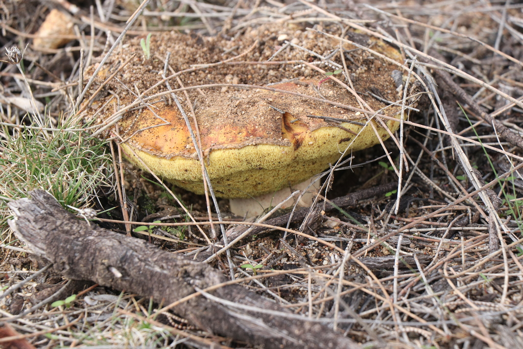 Porcini and Allies from Mocardy WA 6603, Australia on June 20, 2022 at ...