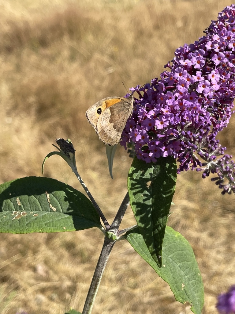 Meadow Brown from Winton Recreation Ground, Bournemouth, England, GB on ...