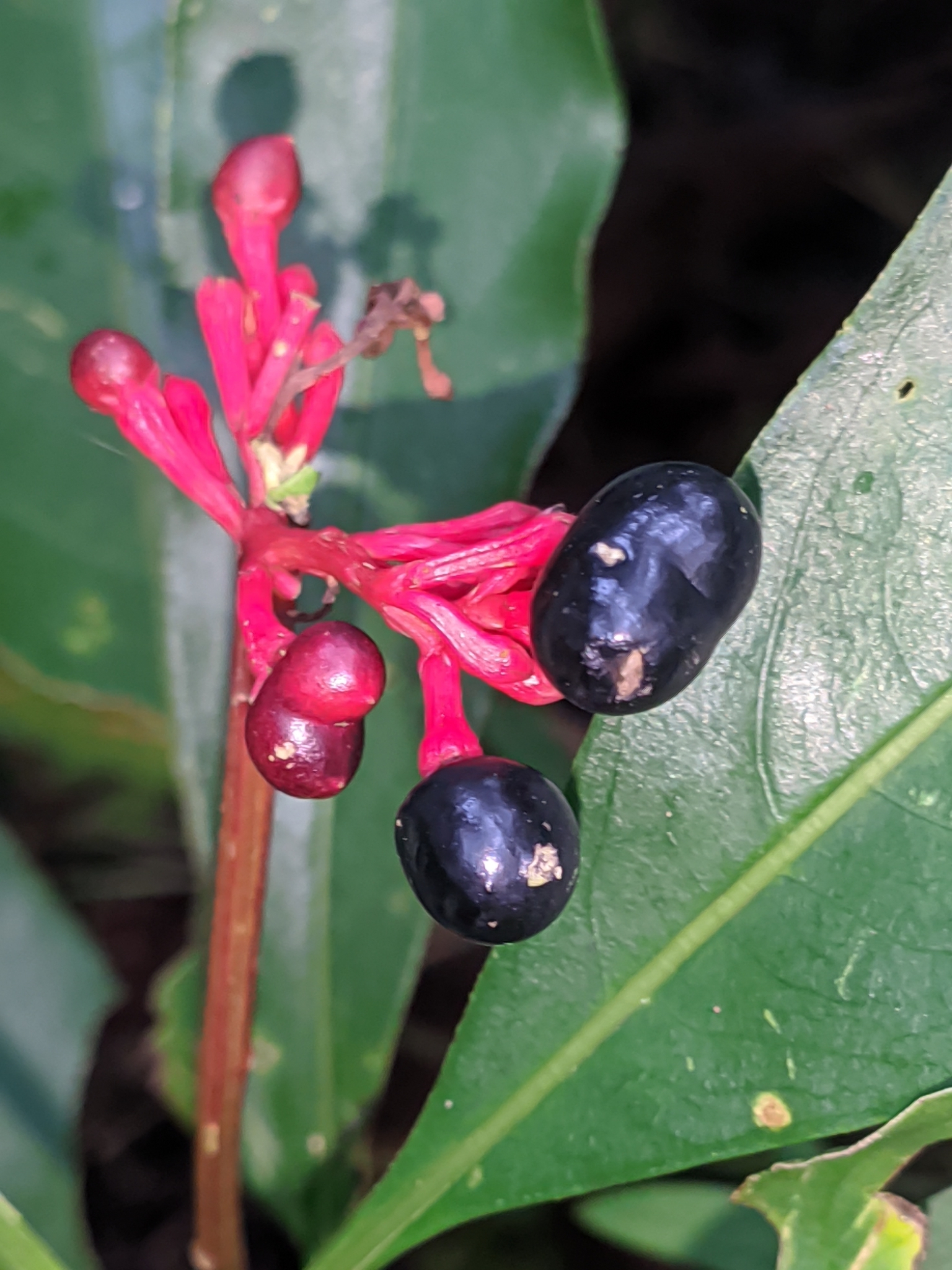 Rauvolfia serpentina (L.) Benth. ex Kurz