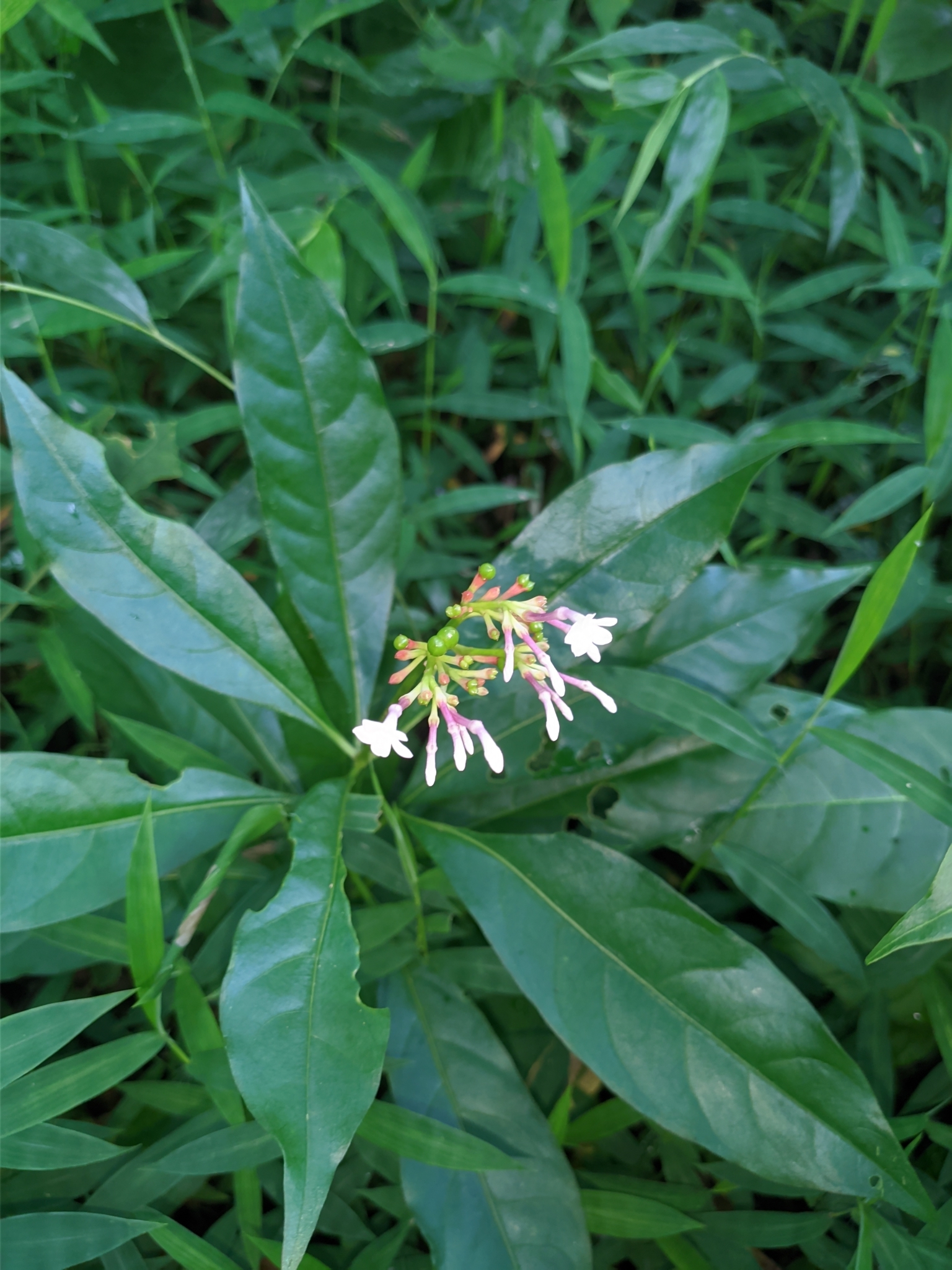 Rauvolfia serpentina (L.) Benth. ex Kurz